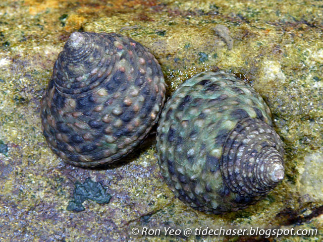 tHE tiDE cHAsER: Chilodontid Snails (Phylum Mollusca: Family ...