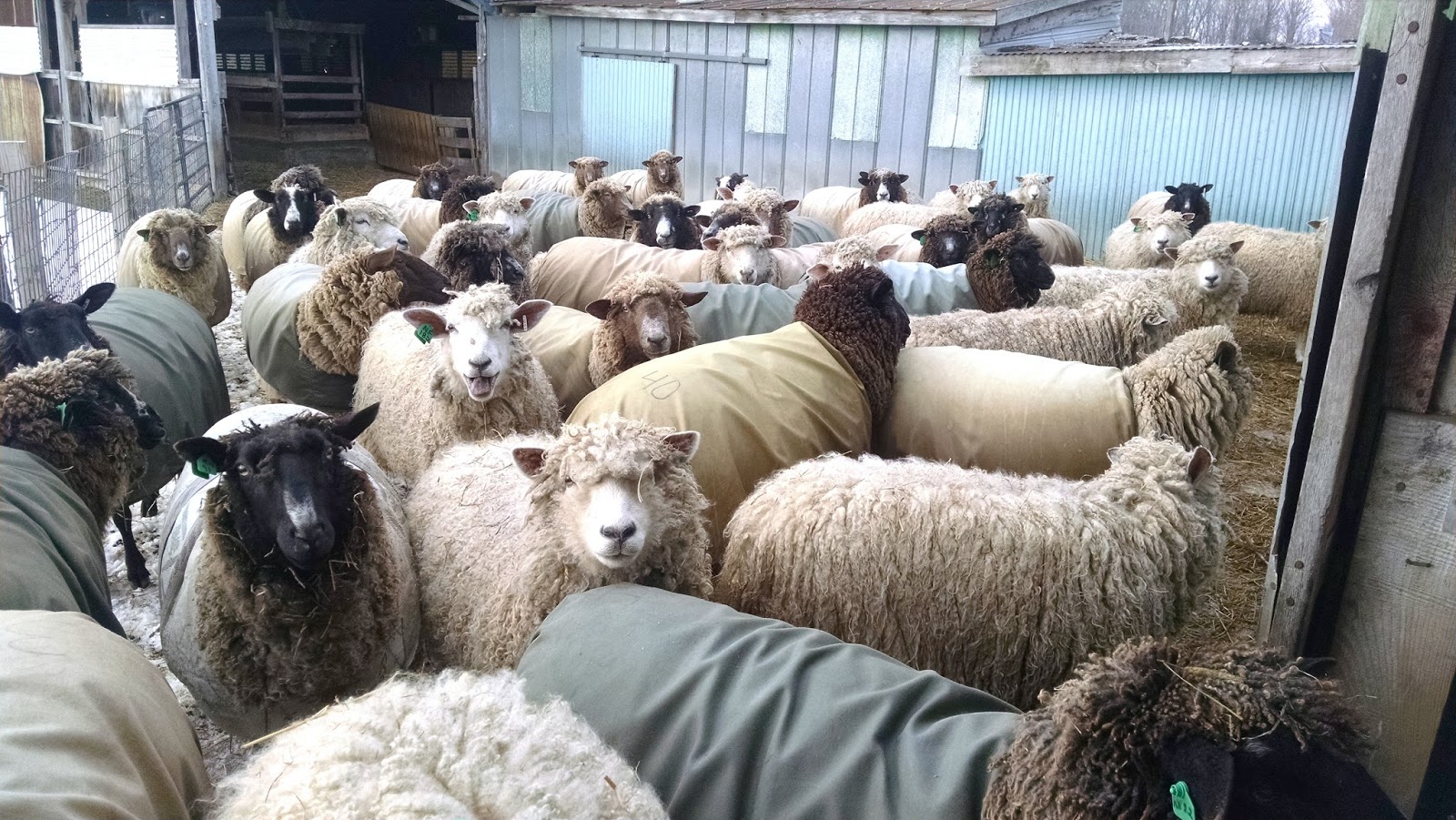 Knee Deep in Sheep: The Routine