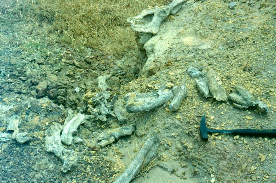 Paleontología en Venezuela: Un roedor gigante vivió en Urumaco