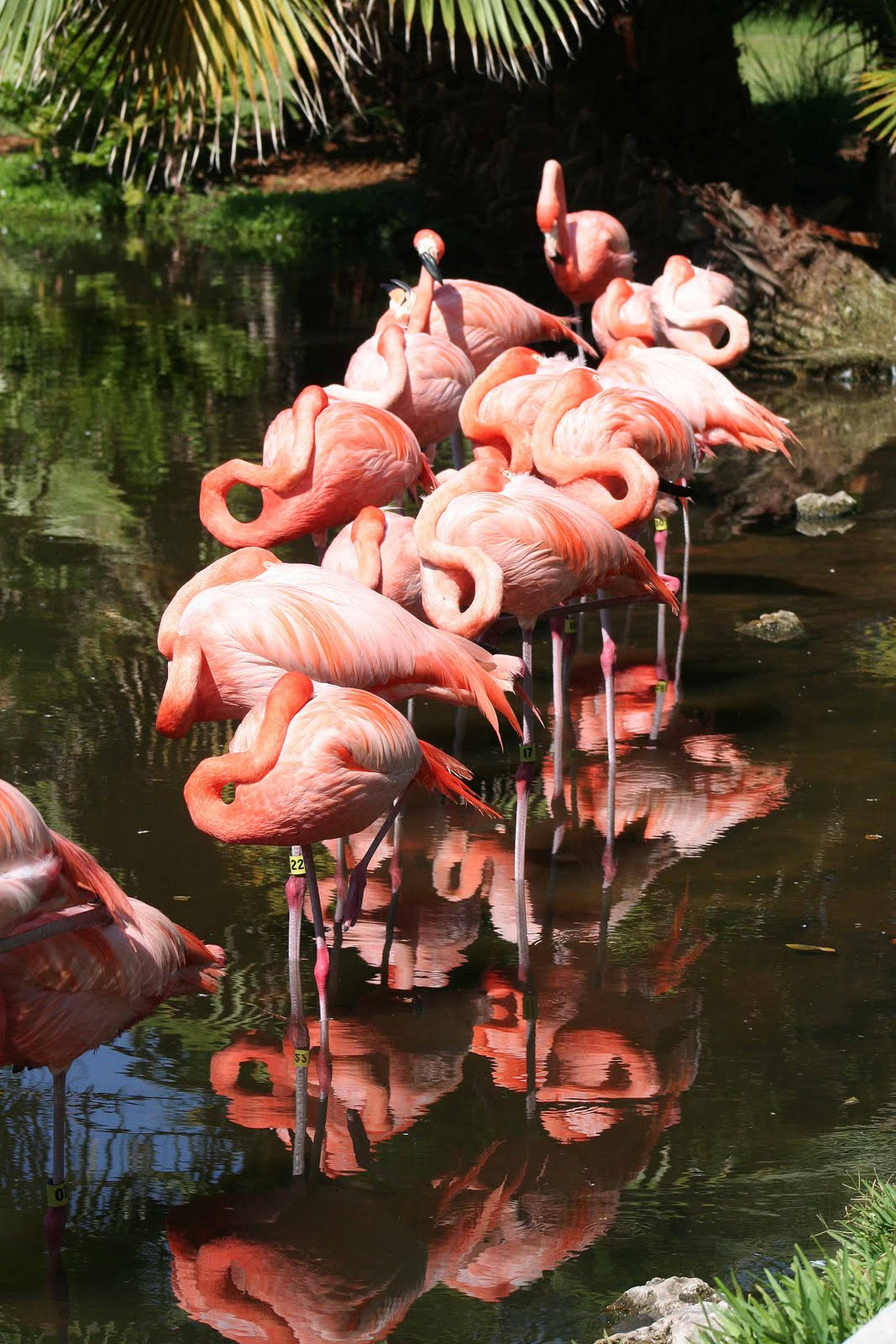 MadSnapper: flamboyance of flamingos