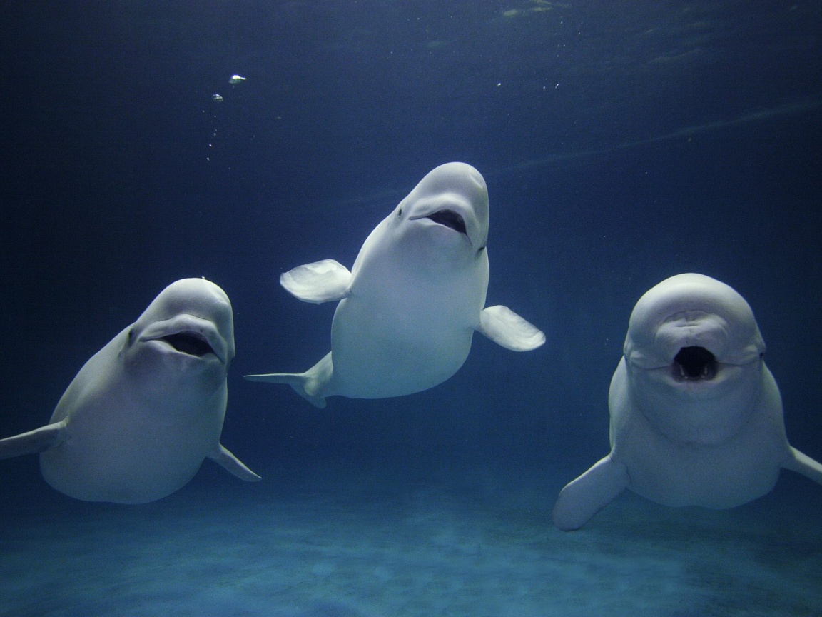 Beluga Whale | The Life of Animals