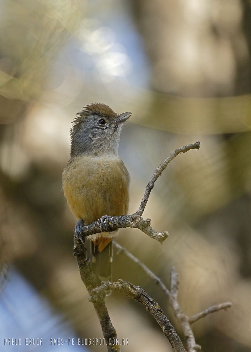 mis fotos de aves: Thamnophilus caerulescens Choca Corona Negruzca ...