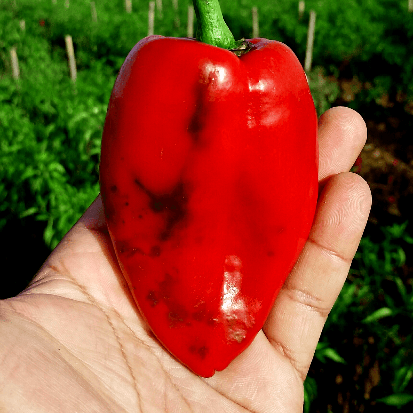 Chiles de México: Chile Ancho