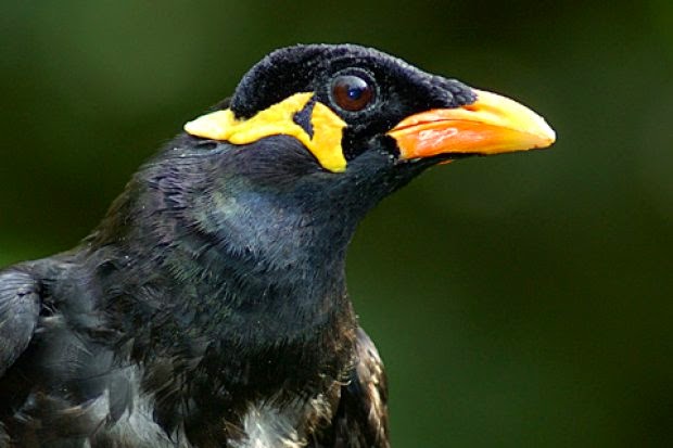 PESONA BURUNG BEO: CIRI KHUSUS BEO NIAS