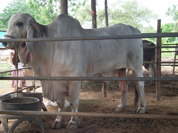Smart Cowboy : โคพันธุ์อินดูบราซิล - Indu Brazil Cattle
