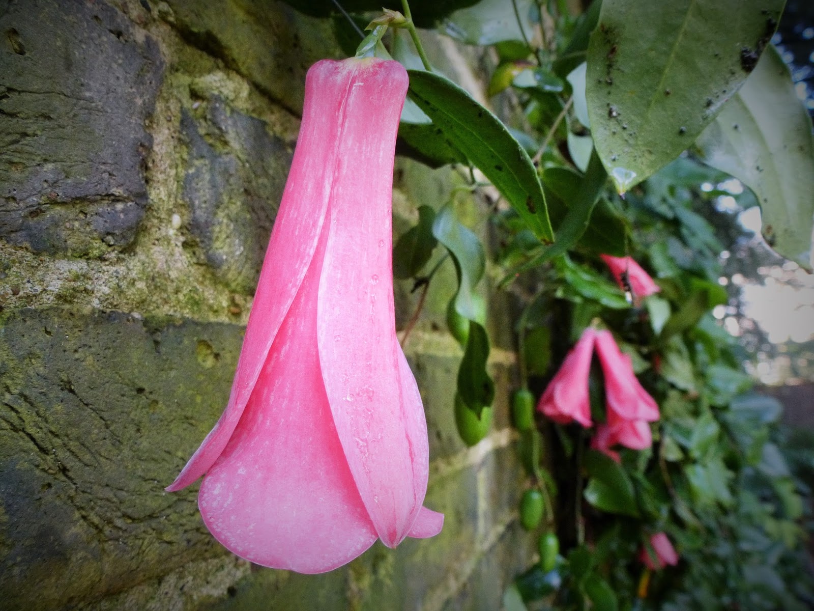 Fernando Ruz: Plantas nativas de Chile: Copihue (Lapageria rosea)