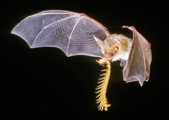 STRANGE FACTS WORLD WIDE (SHOCKING & PARANORMAL ACTIVITIES): STRANGE ...