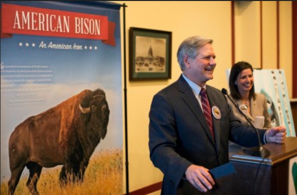 White Wolf : Symbol of America: Senate Approves Bison as National Mammal