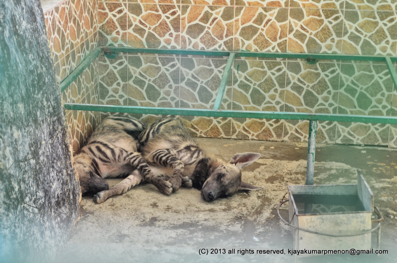 My Dreams and Journey: Animals at Noman Zoo, Oman