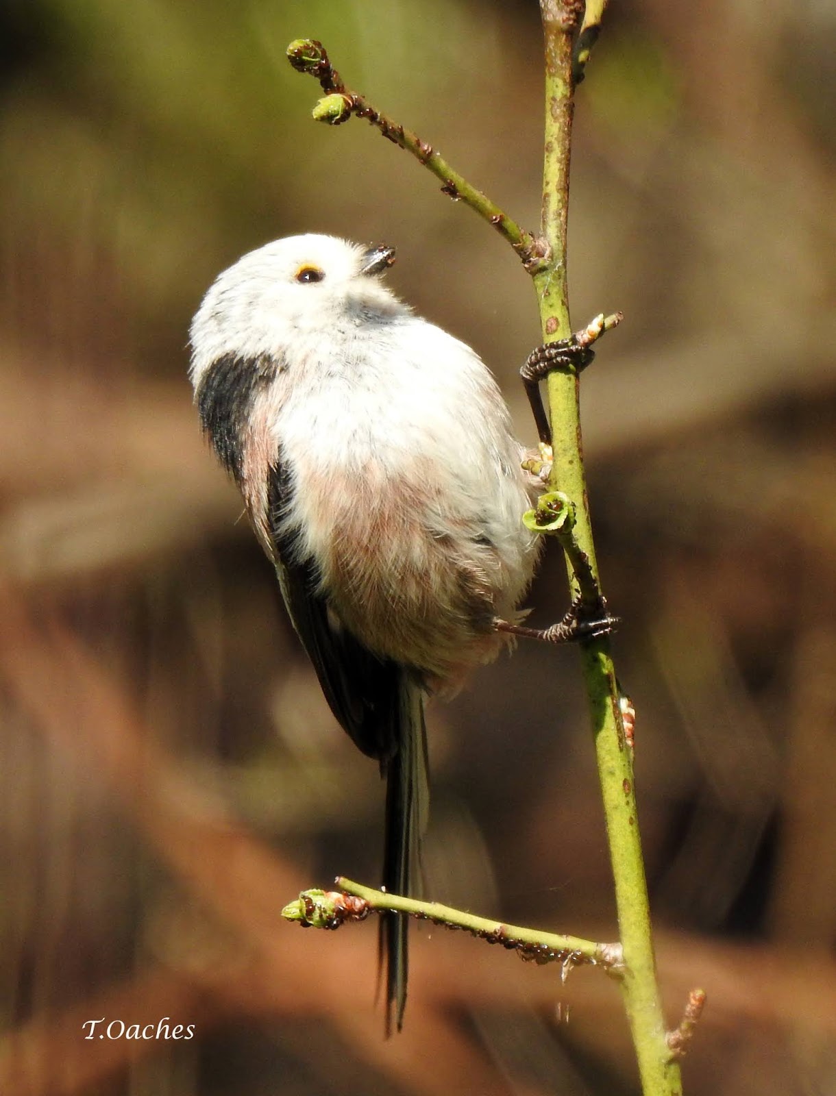PASARI DIN ROMANIA: PITIGOI CODAT, Aegythalus caudatus