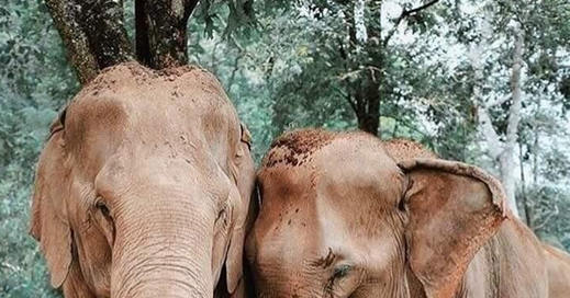 10 Images Of These Intelligent Gentle Giants For World Elephant Day!