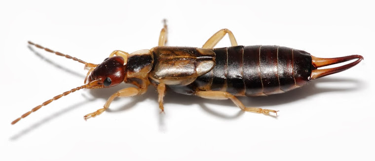 Earwig Facts
