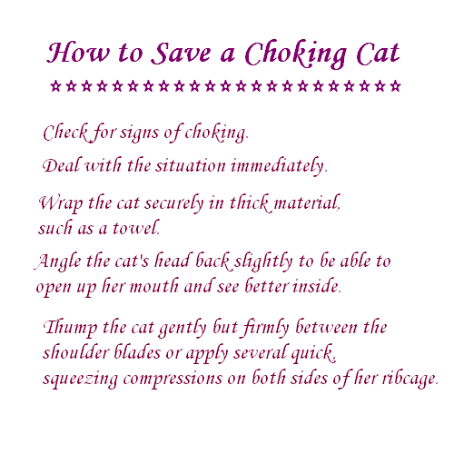 Choking Cat , How to Save a Choking Cat | onethebest1