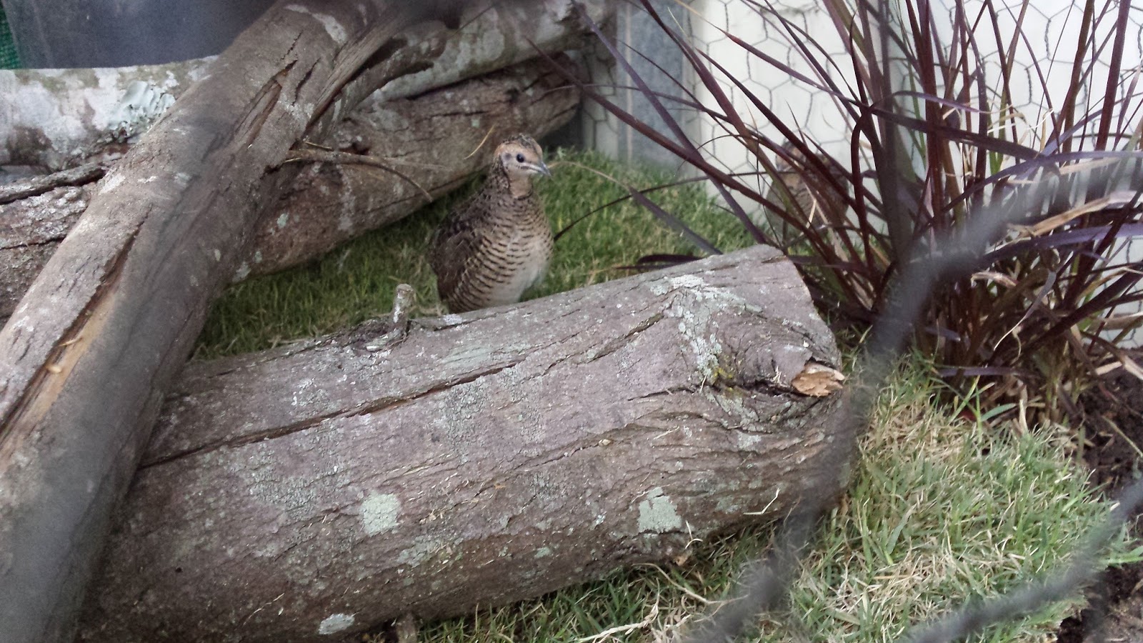 Keeping Chinese Painted or King Quail - Our Experience!