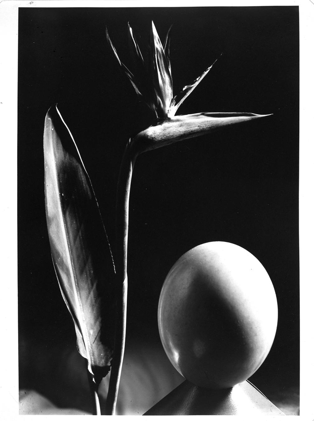 Los Grandes Fotografos: Man Ray (1890-1976)