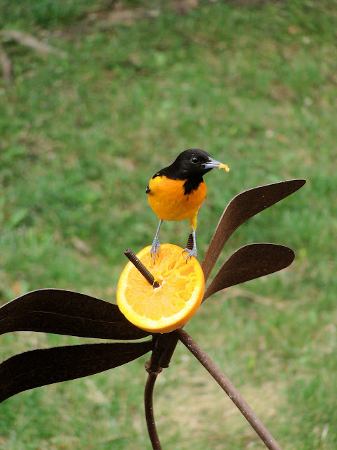 Dragonfly Swamp: Oriole Feeder and Beautiful Oriole Photos