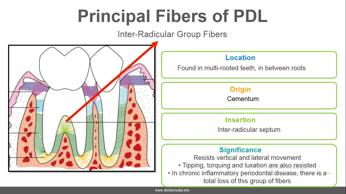 Periodontal Ligament PDL [Quick Notes With Charts and Diagrams For Exams]