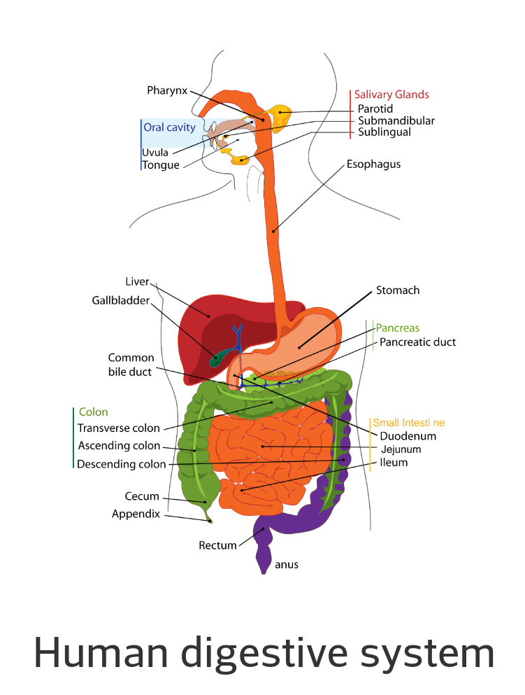 Learning About The Human Body Part 3: The Digestive And Nervous Systems