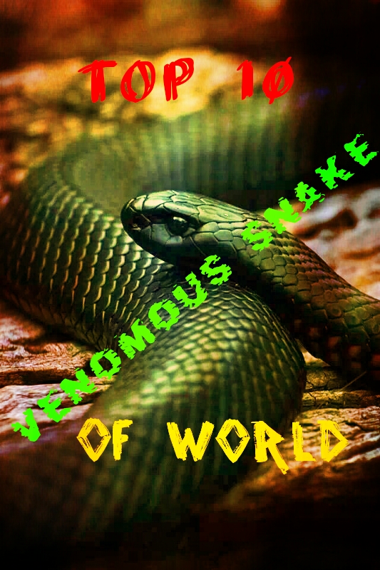 Top 10 deadliest venomous snake of world - Hun