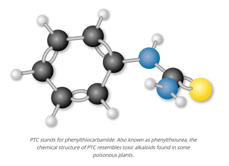 A Transgenic World: Science for Kids: Population Genetics with PTC paper