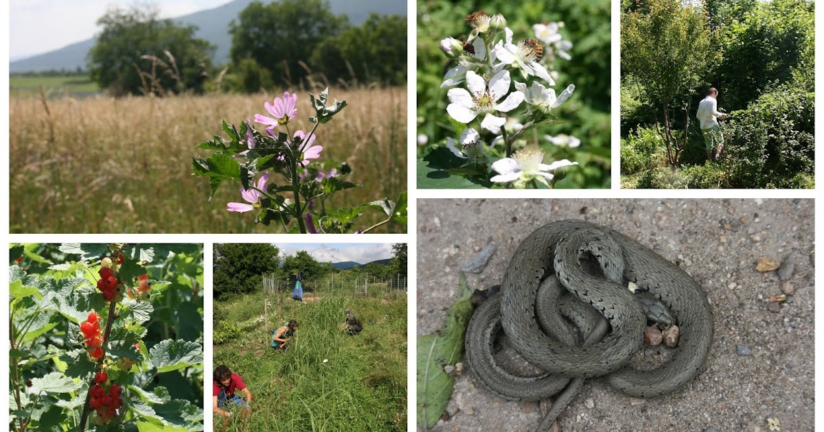The Polyculture Study