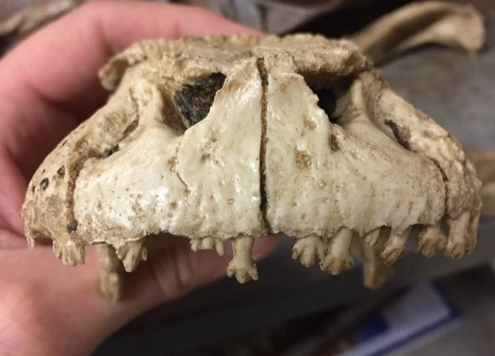 Simosuchus clarki - A herbivorous crocodilimorph from late Cretaceous ...