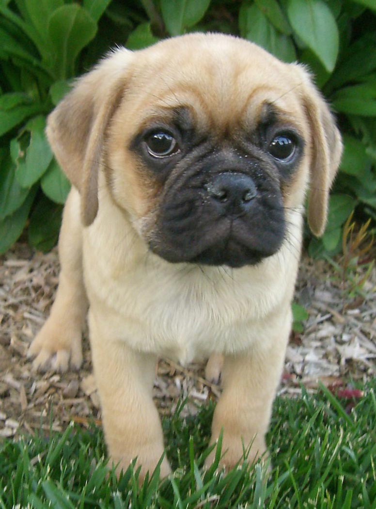 THE BEST ONLINE PETS INFO: The Pug