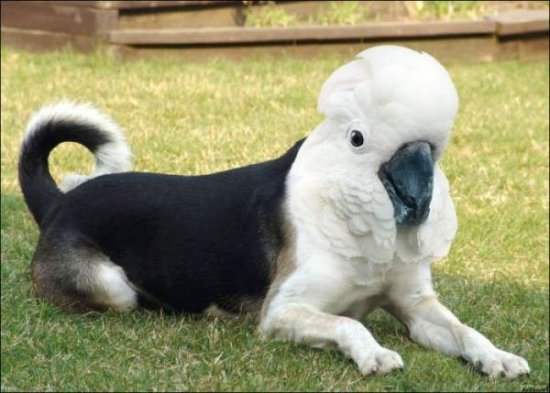 Roles, Rules, and Rolls: Beaked Dogs