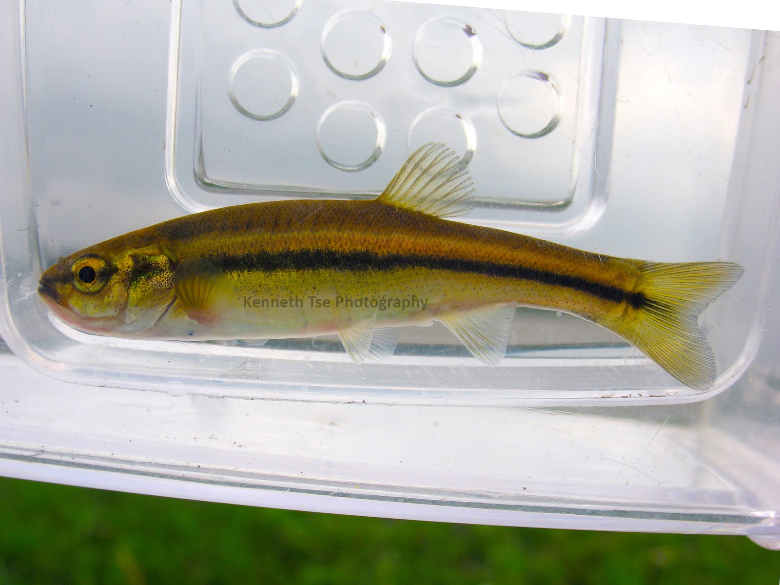 MuskieBait Adventures: Lifelist