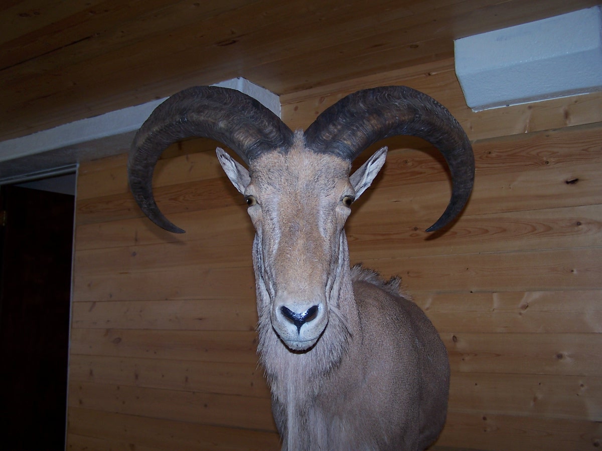 True to Life Taxidermy: Aoudad Sheep: Half Body Mount