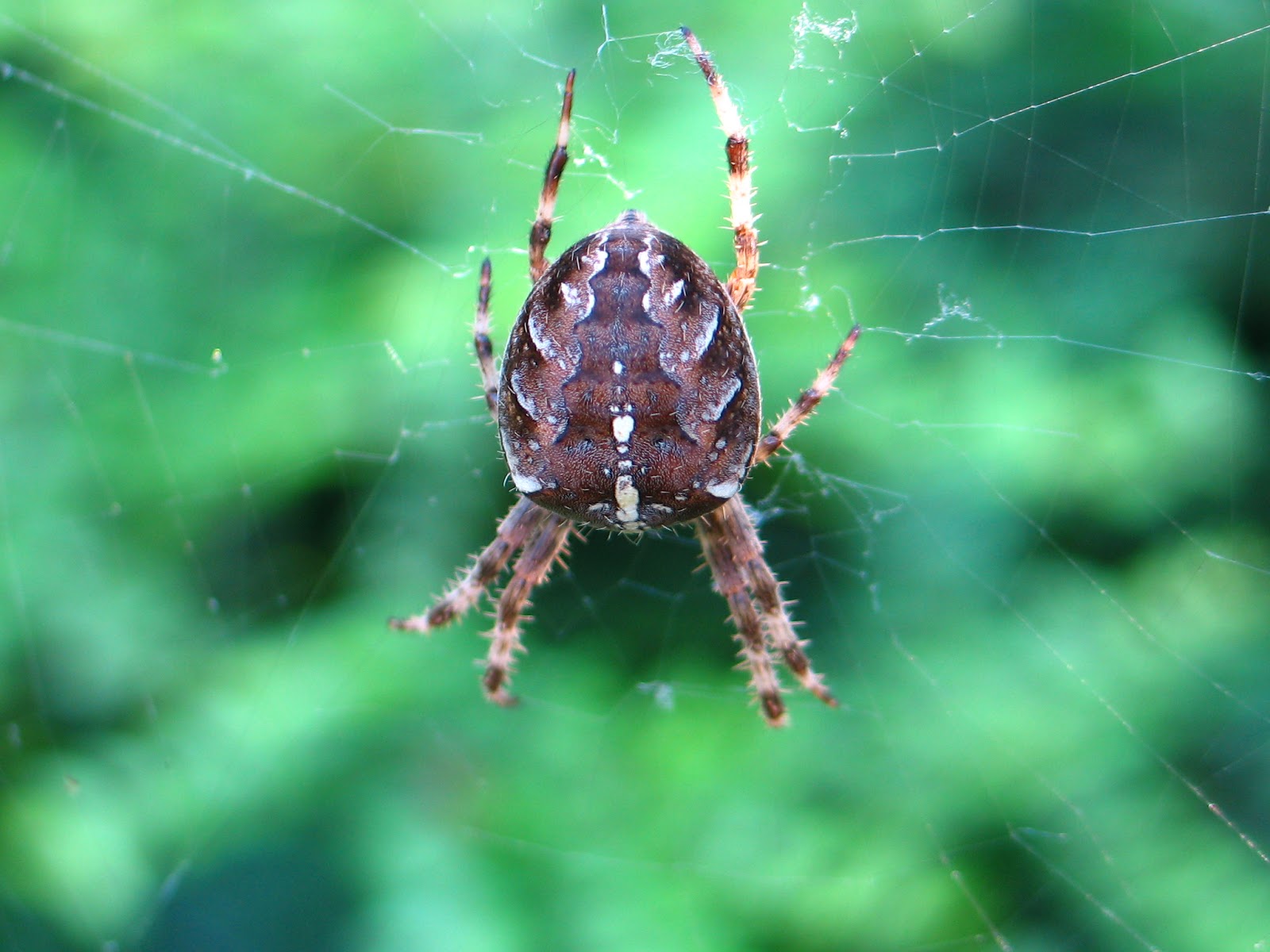 BugBlog: Araneidae: typical orb weavers