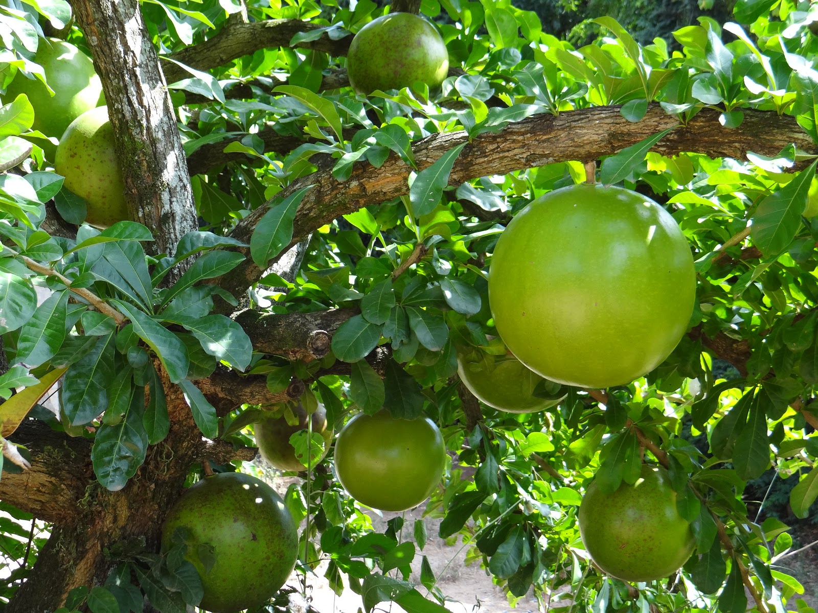 Blog do Ademir Carosia: Coité