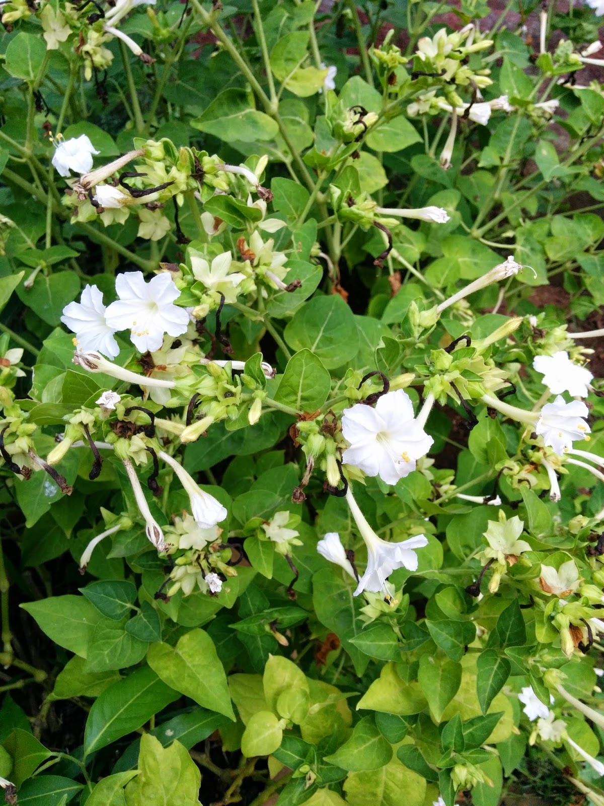 Flora Of India Four O clock Plant flora-of-india-four-o-clock-plant