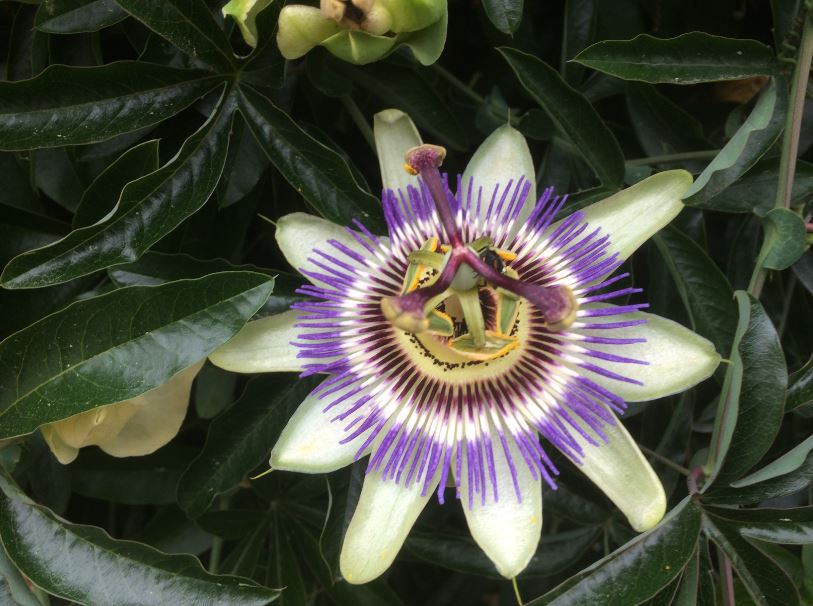 Erbe Magiche: Passiflora