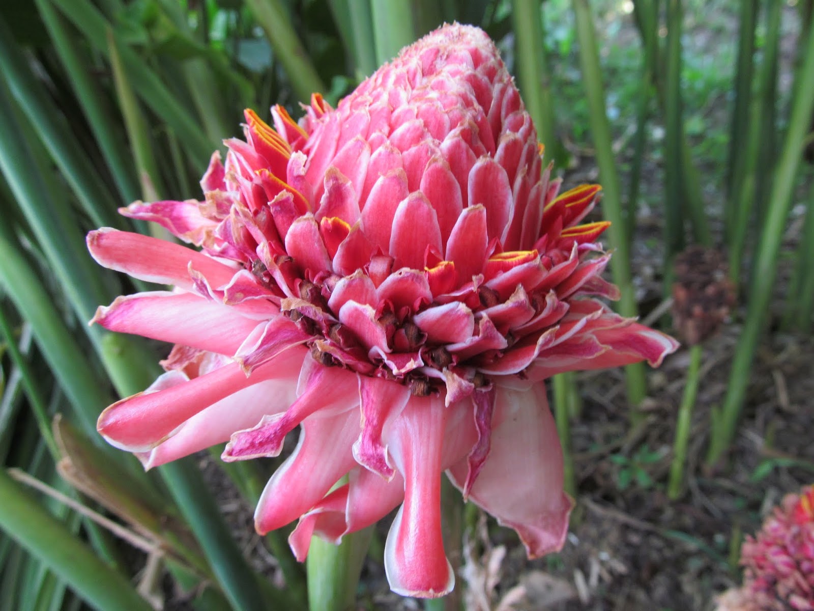 Lenin Cardozo - Entrevistas / Artículos / Videos: Flora de la forêt ...