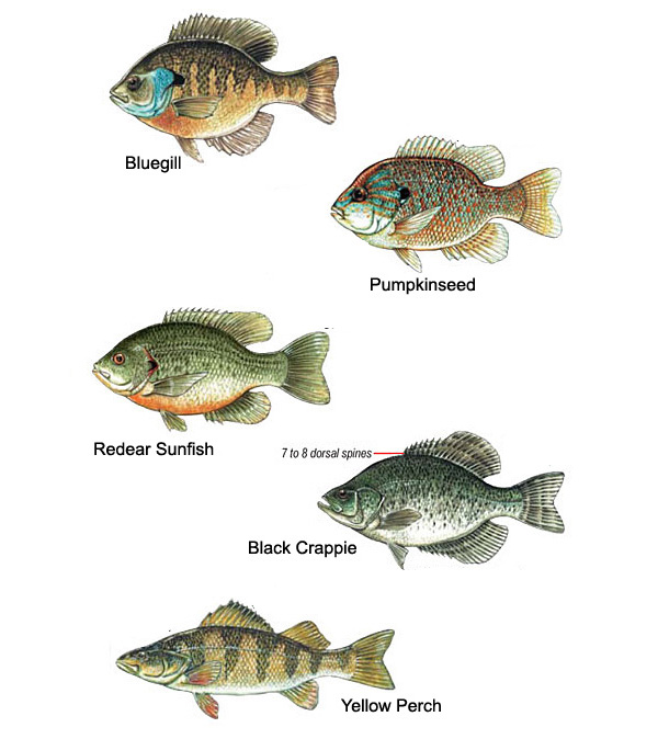 The Daily Montana Angler