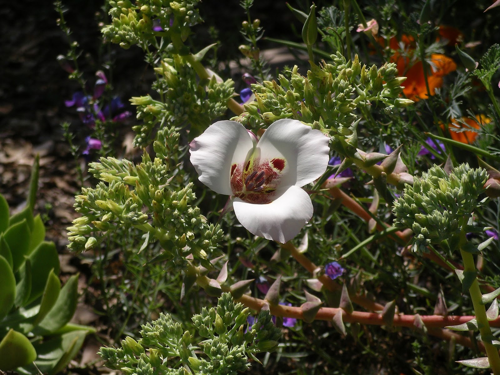 A California Native Plant Garden in San Diego County: Native California ...