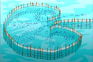 Right Whale Research Blog