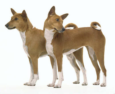 The dog in world: Basenji dogs