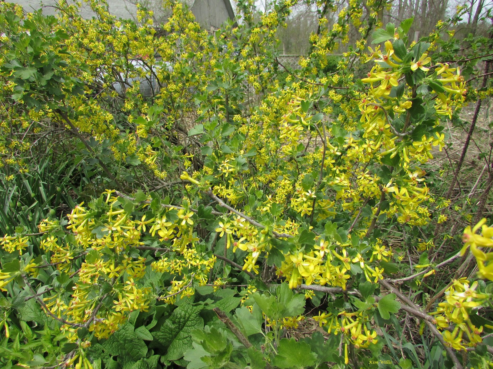 Gardening Granny's Gardening Pages: Clove currant
