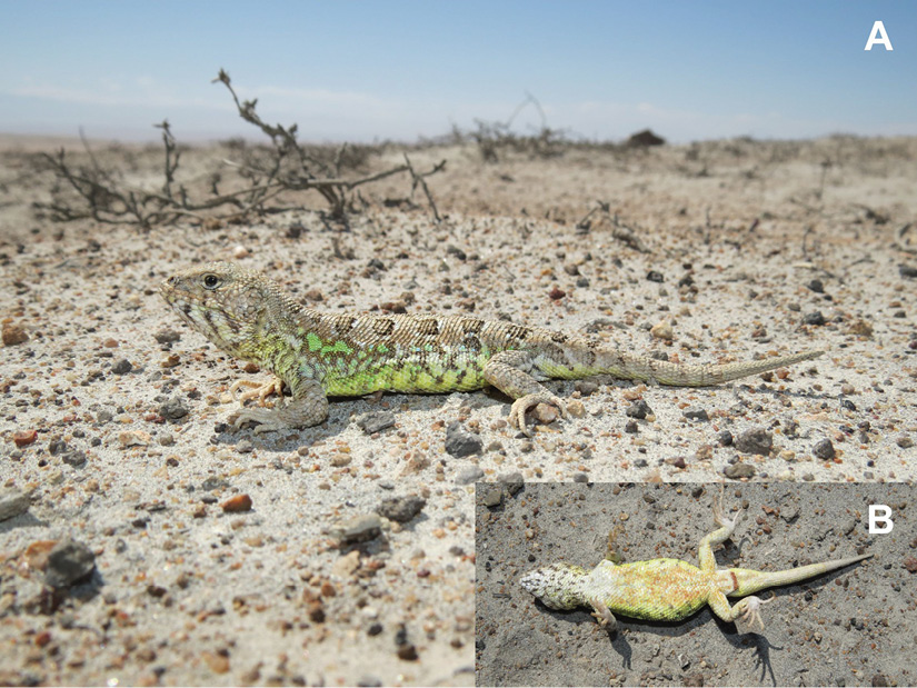 Species New to Science: [Herpetology • 2020] Liolaemus balagueri • A ...