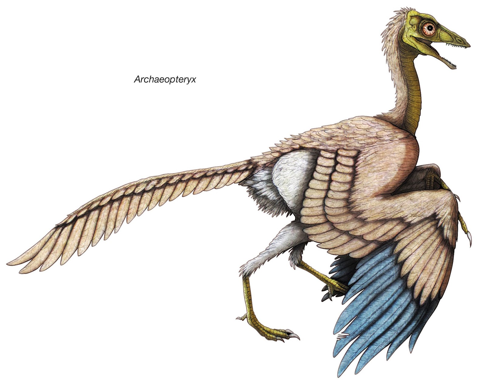 EVOLUCIÓN DE LAS AVES: Parentesco de las Aves con algunos Dinosaurios