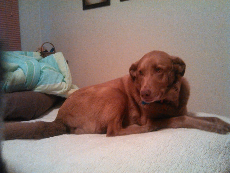 Walking With Jake: Take him to the vet!!!