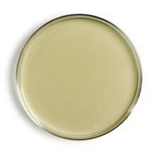 Blog do Daniel: Conheça os principais meios de cultura