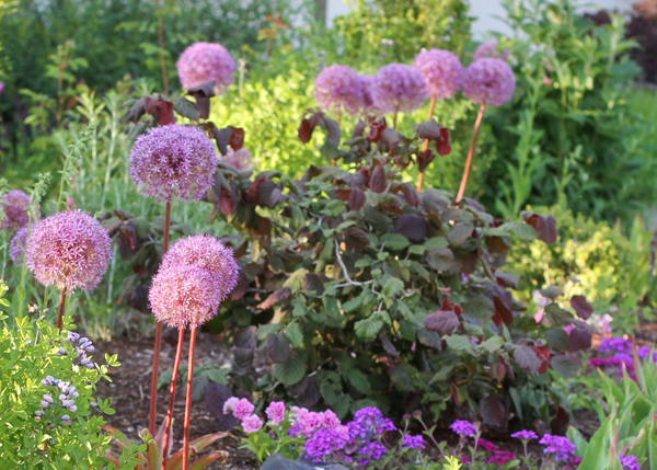 VW Garden: Royal Purple Smoke Tree Vs. Red Dragon Contorted Filbert