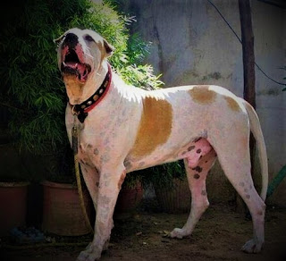Bully Kutta dog history, breed information, description, personality ...