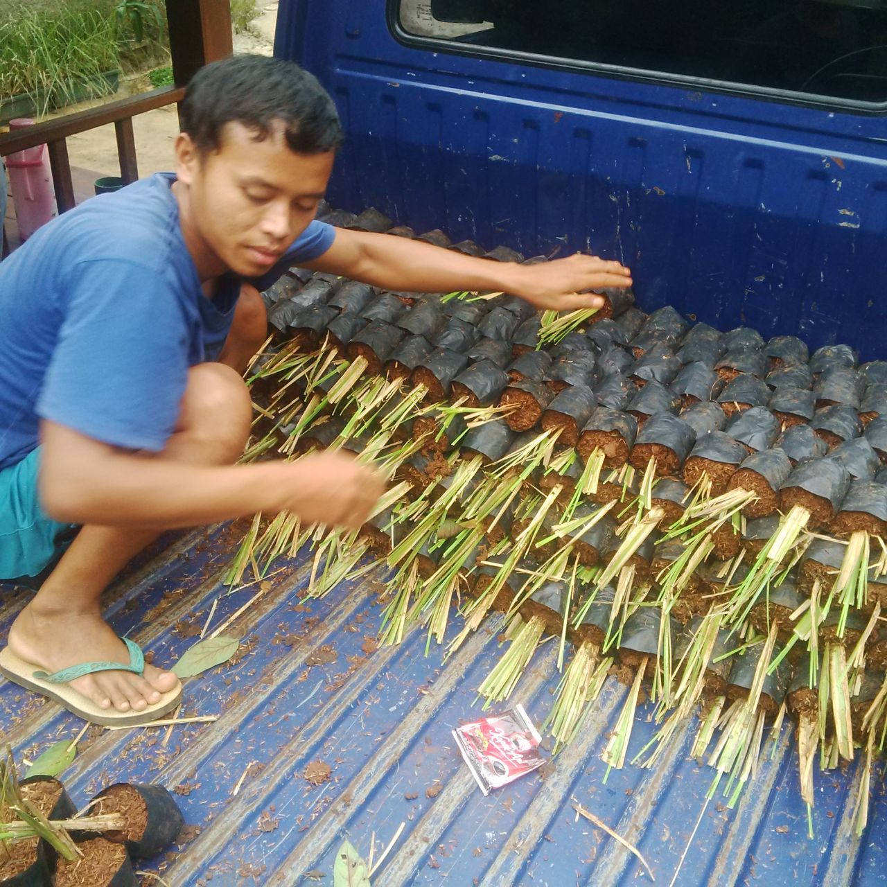 Jual rumput VETIVER AKAR WANGI | tanaman rumput tebing | tanaman ...