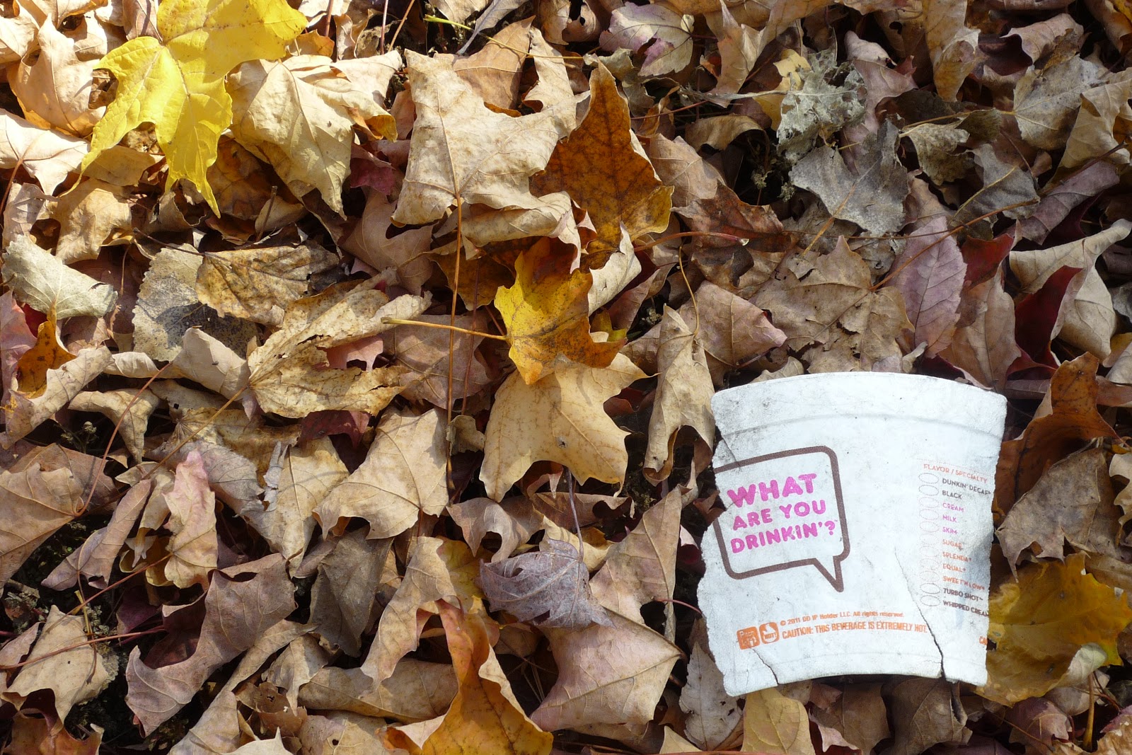 Vermont Leaf Peeping & Leaf Litter. See Be-leave it or not leaf. South ...