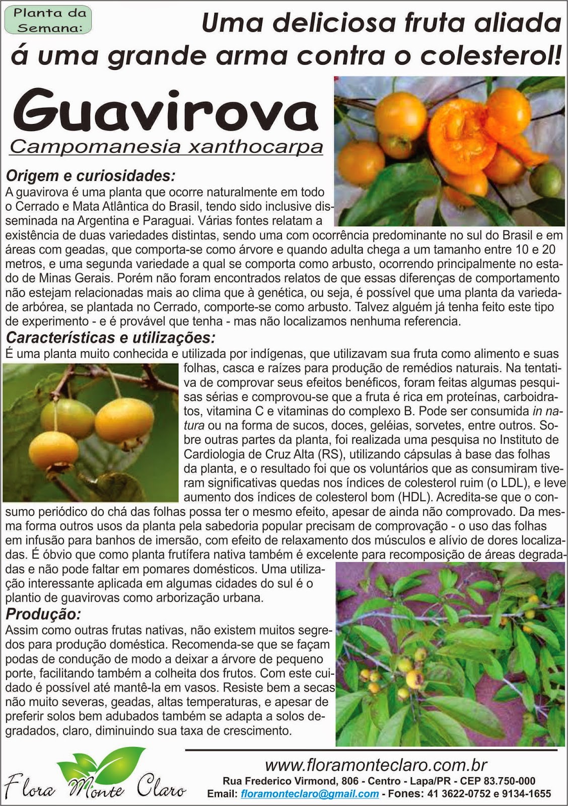 Planta da semana: Guavirova - Campomanesia xantocharpa