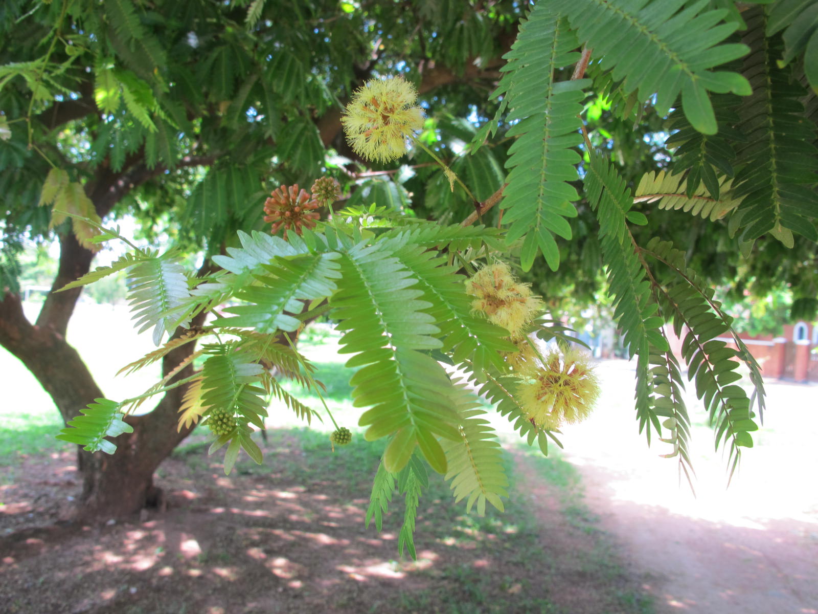 The Flowering plants - Leguminosae - Fabaceae: Fabaceae - Cojoba ...